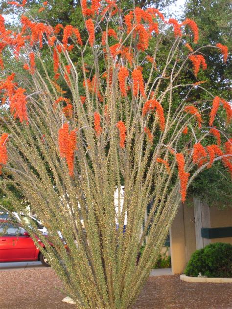 Ocatillo Destinations Detours And Dreams