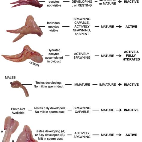 —macroscopic Guide To Assigning Sex Specific Spawning States I E Download Scientific Diagram