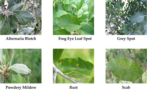 Frontiers An Enhanced Lightweight Model For Apple Leaf Disease Detection In Complex Orchard