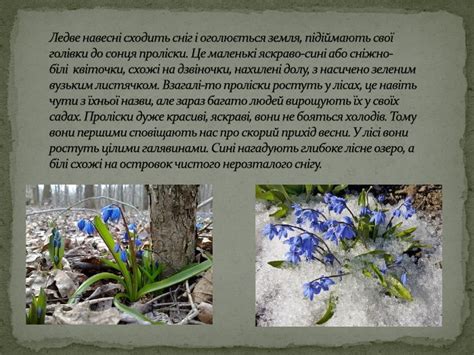 Презентація Перші промені весни