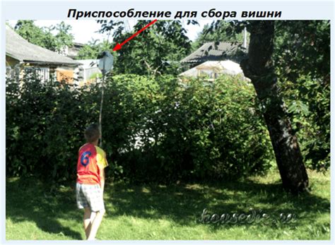 Как собрать вишню с высокого дерева 3 проверенных способа