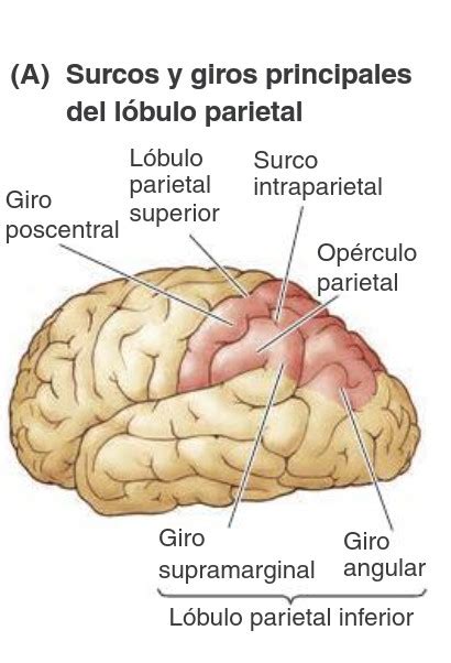 Corteza Cerebral Y Complejidad Humana Lóbulo Parietal
