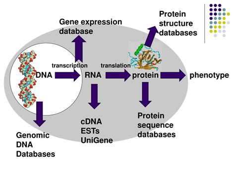 Ppt Cot 6930 Hpc And Bioinformatics Introduction To Molecular Biology Powerpoint Presentation