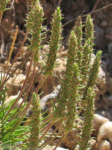 Género Plantago | Flora-On