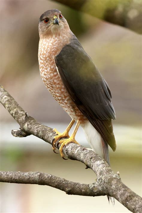 Adult Coopers Hawk Clarence Juneau Flickr