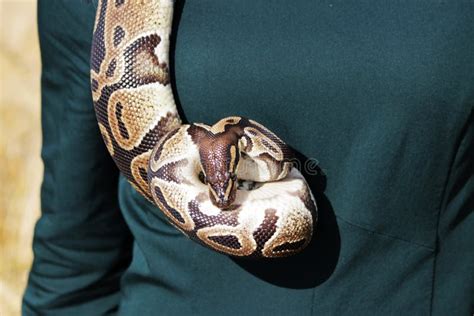 Snake Royal Python Or Ball Python Python Regius Hangs Around The Girl