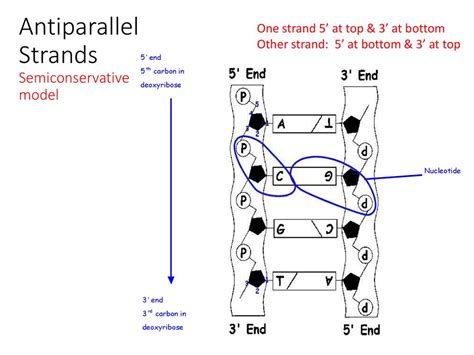 Molecular Genetics Ppt Download