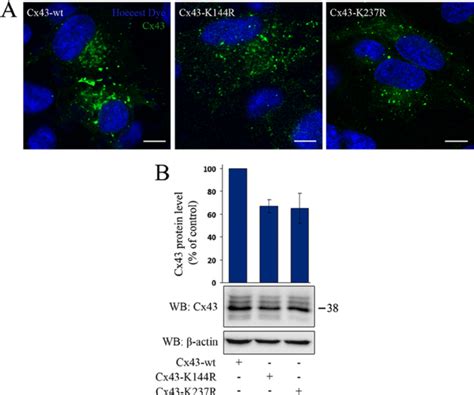 Cx43 K144r And Cx43 K237r Have A Reduced Ability To Form Gap Junctions