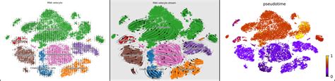 单细胞rna速率分析 2 r语言版rna速率分析分析及可视化 rna速率分析结果可视化r语言 csdn博客