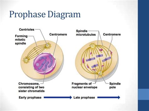 Prophase Diagrams