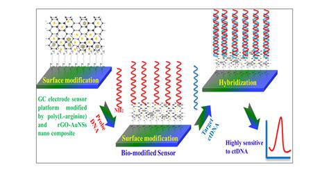 Electrochemical Biosensor Based On L Arginine And Rgo Aunss Deposited