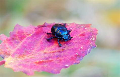 9 June Bug Spiritual Meanings Landing On You Sign