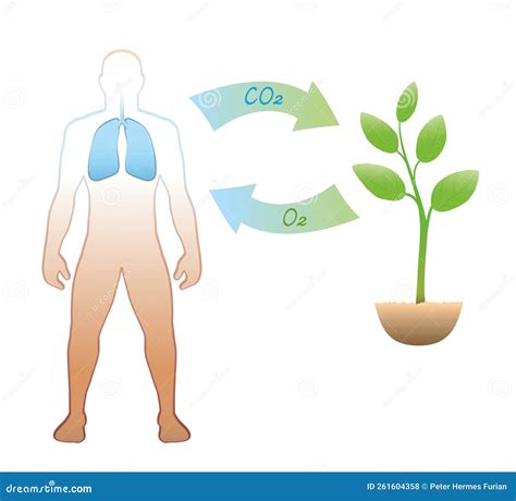 Oxygen Cycle Vector Illustration Labeled Educational O2 Circulation