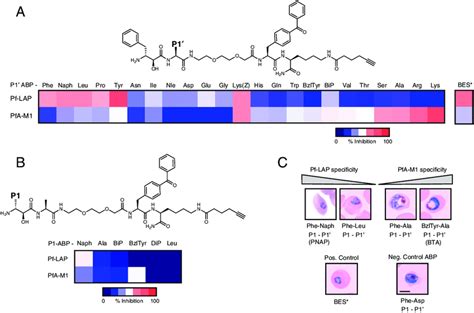 Bestatin Based Abp Libraries Reveal Distinct Chemotypes Produced By