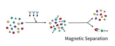 How Does Magnetic Cell Sorting Work Iphase
