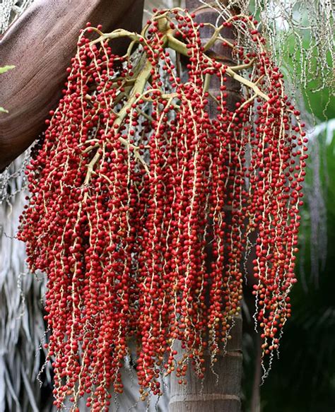 How To Grow The King Palm Tree Archontophoenix Cunninghamiana