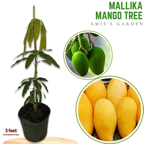 Live Grafted Mallika Mango Tree 3 Feet Tall In 3 Gallon Pot Ships With