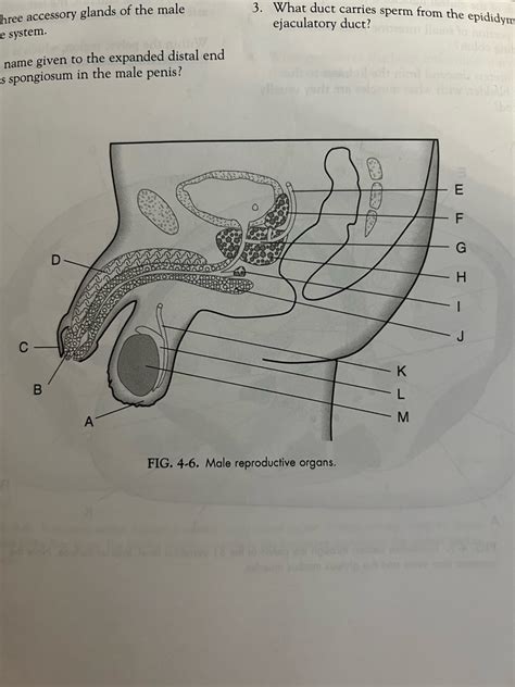 Cross Sec Diagram Quizlet