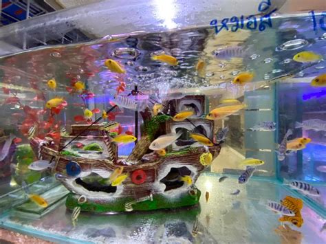 ปลาตัวละ 10 บาท 🌺 📌 ห้างฟิวเจอร์พาร์ครังสิต ชั้น B ใต้ดิน ทางออกประตูb2 ประตูmkชั้นใต้ดิน ผ่าน