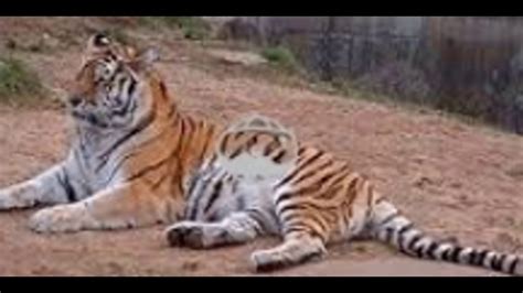 სვეცკი სლაი შოუ Youtube