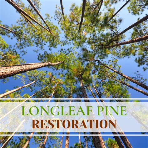 Funding Available For Longleaf Pine Restoration Texas Aandm Forest Service