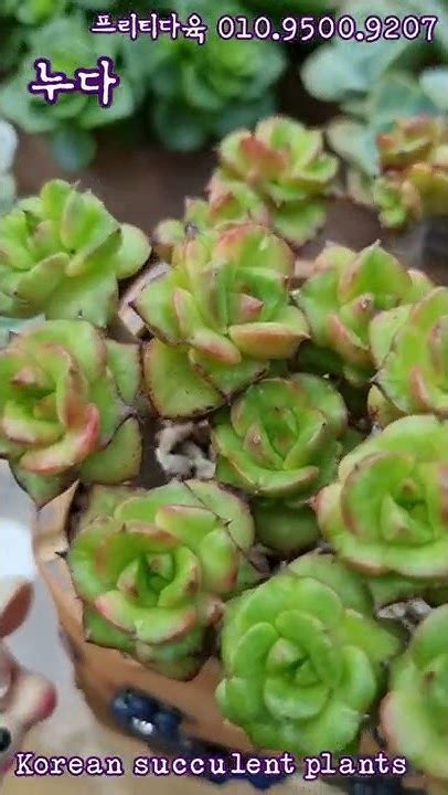 Korean Succulent Plants Shorts 프리티다육의 환엽 누다 Youtube