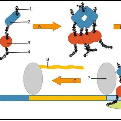 representation of the activation of p53 tetramer and the download