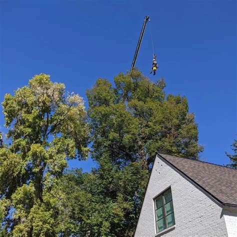 Grove Tree Care Expert Tree Services