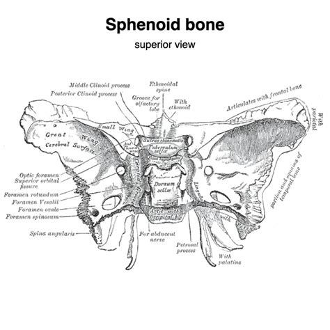 Sphenoid Bone Location Structure Function Teachmeanatomy 40 Off