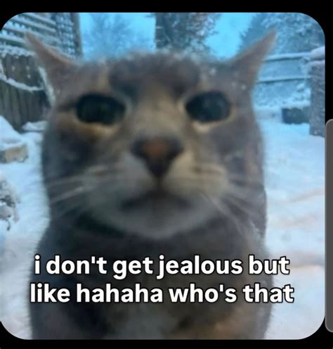 Haha Im Fine I Get Jealous Funny Memes Cat Memes