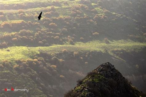 Голаны. | Outdoor, River, Water