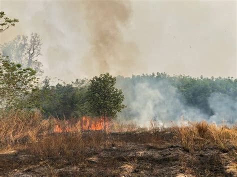 Why Burn Grass The Benefits Of Burning Grass Gfl Outdoors