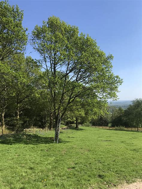 Tree Bracing Services Tree Marshalls In Sussex