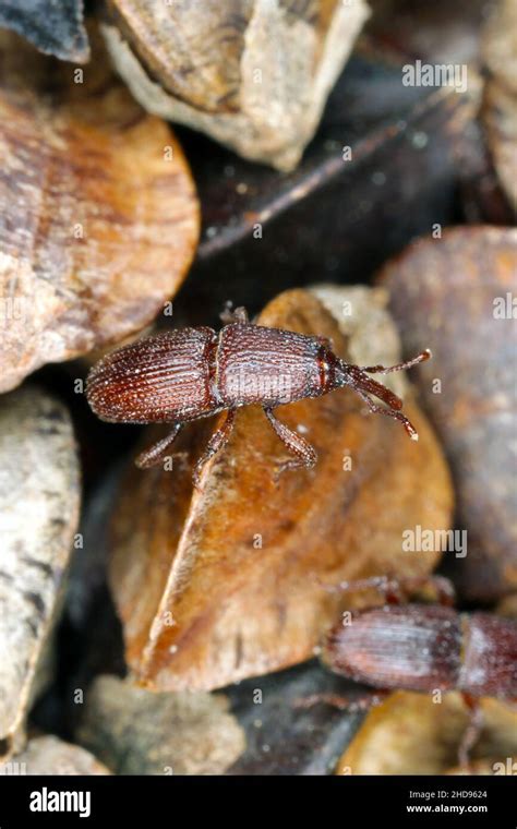Wheat Weevil Sitophilus Granarius Beetles On Buckwheat Seeds High