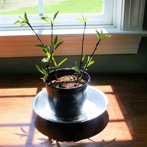 How To Propagate Pear Trees From Cuttings At Cooper Teresa Blog