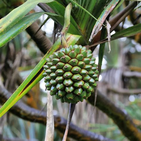 Plant Faqs Pandanus Utilis