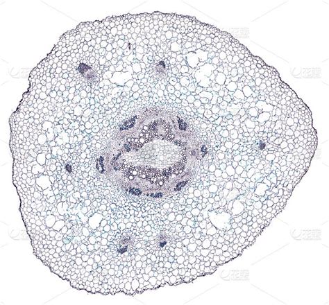 在显微镜下切蚕豆根横切面素材 花瓣网