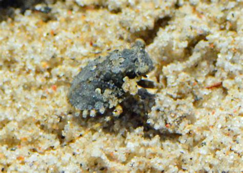 Big Eyed Toad Bug Warts And All Gelastocoris Oculatus Bugguidenet