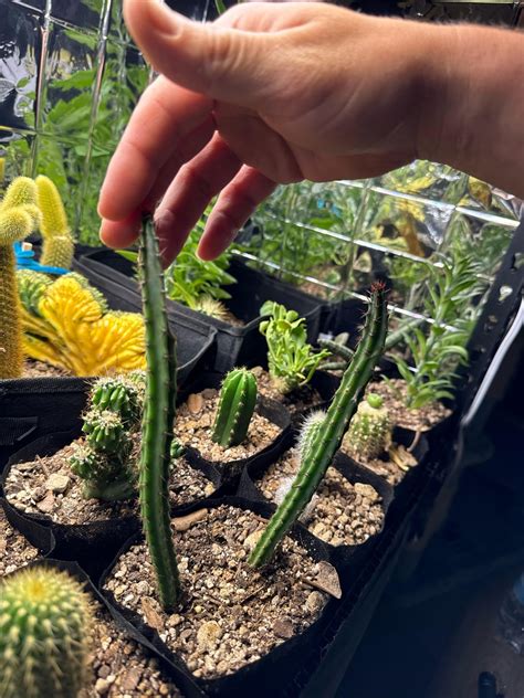 What Did I Grow From Seed Red Spines R Cactus