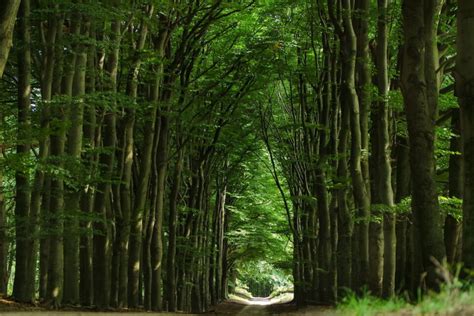 Trees That Produce The Most Oxygen Crate And Basket