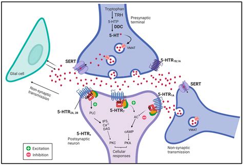 Neurotransmission