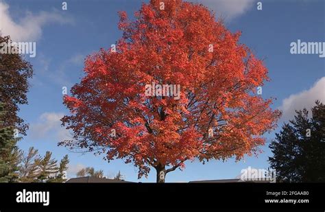 Bright Orange Tree At Peak Autumn Fall Colors Season In Waterloo Stock Video Footage Alamy