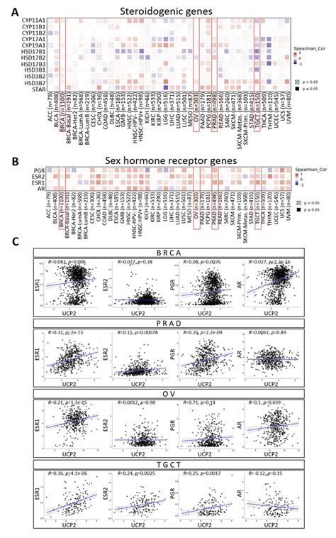 A Comprehensive Pan Cancer Analysis Of The Mitochondrial Uncoupling Protein Ucp2 With A Focus