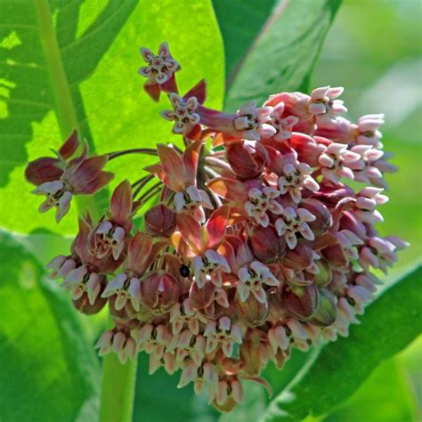 Exploring Asclepias Syriaca The Common Milkweed