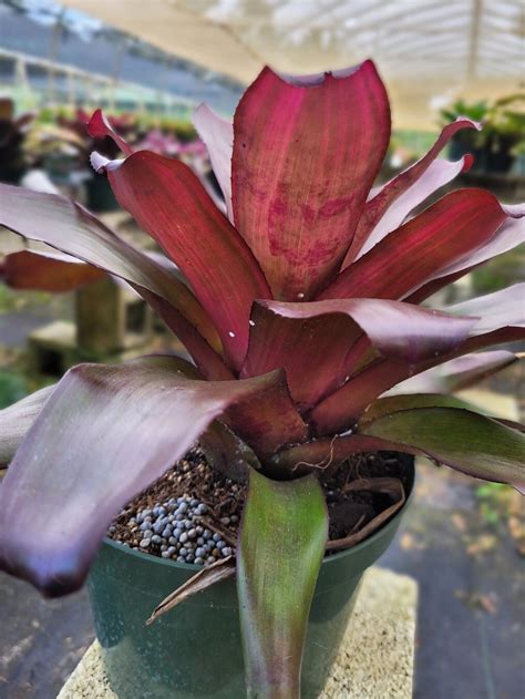 Neoregelia Voodoo Doll Bonita Bromeliads Specialty Plant Nursery