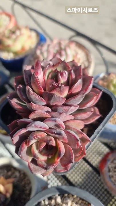 까망이도 이쁘다 스파이시로즈 다육이 다육식물 까망이 예쁘다육 Youtube