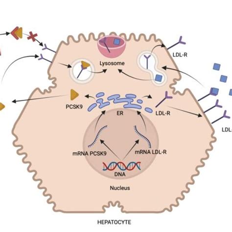 Llustrating The Impact Of Pcsk9 Inhibitors On The Ldl Dependent Download Scientific Diagram