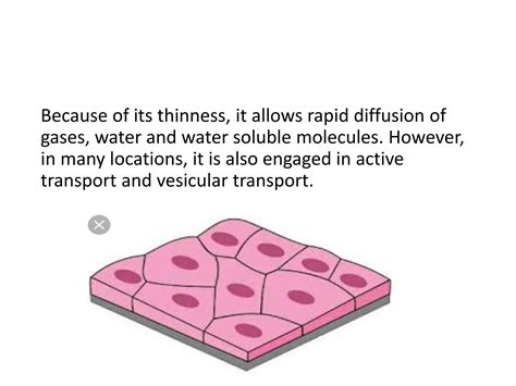 Tissue Of Body Epithelium Classification And Occurence With Diagram Ppt