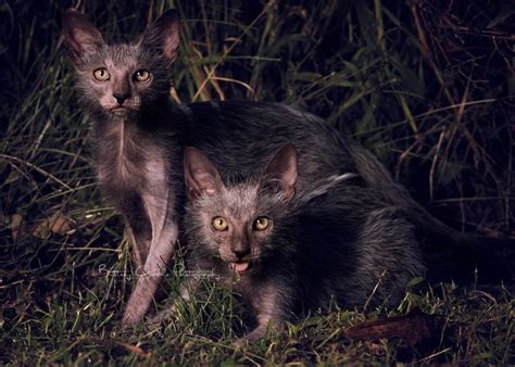Werewolf Kittens Are Here And Youll Totally Want One Lykoi Cat