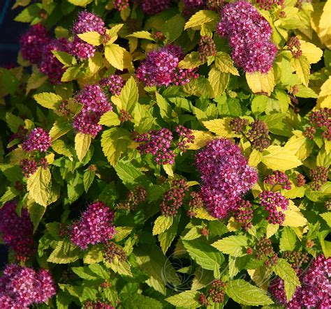Спирея японская (Spiraea japonica `Double Play Gold`) - Спирея японская ...